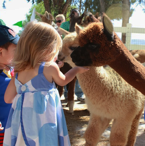 Alpaca 1 | Excellence In Education Homeschooling